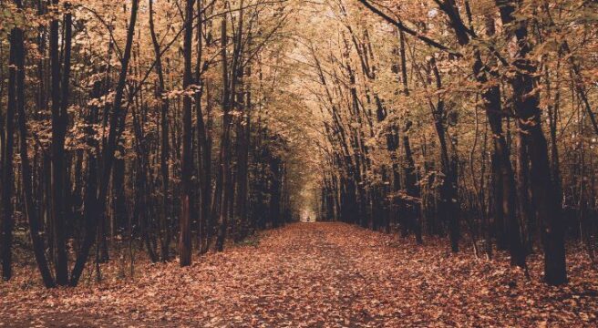 15 Fun Facts About Fall That’ll Leaf You Amazed - The Fact Site