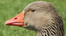 15 Fascinating Facts About Geese You Should Know - The Fact Site