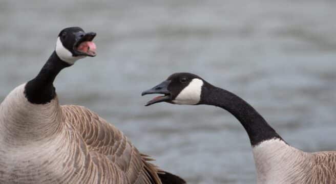 15 Fascinating Facts About Geese You Should Know - The Fact Site