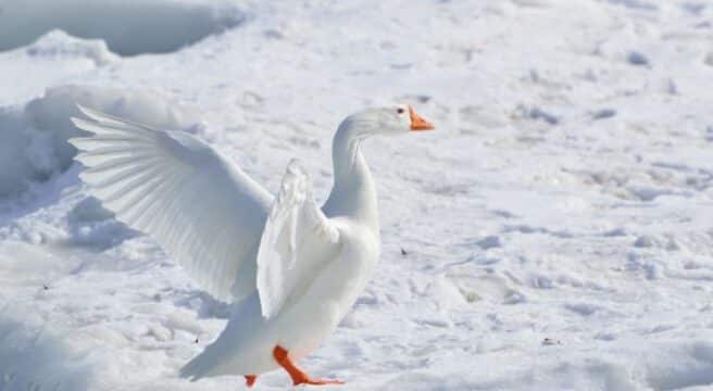 15 Fascinating Facts About Geese You Should Know - The Fact Site