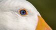 15 Fascinating Facts About Geese You Should Know - The Fact Site