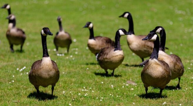 15 Fascinating Facts About Geese You Should Know - The Fact Site