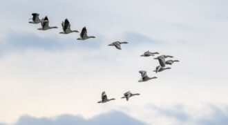 15 Fascinating Facts About Geese You Should Know - The Fact Site