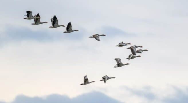 15 Fascinating Facts About Geese You Should Know - The Fact Site