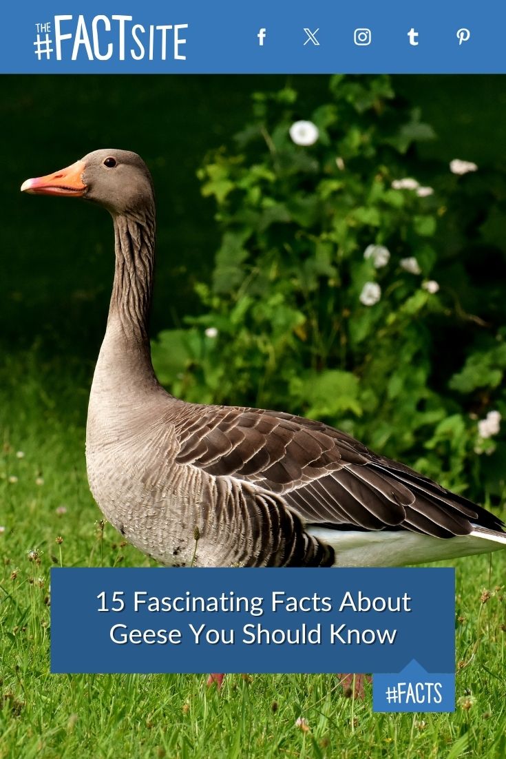 15 Fascinating Facts About Geese You Should Know - The Fact Site