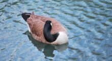 15 Fascinating Facts About Geese You Should Know - The Fact Site