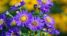 20 Facts About Asters & Morning Glories, September's Birth Flowers ...