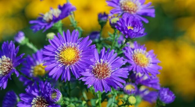 20 Facts About Asters & Morning Glories, September's Birth Flowers - The Fact Site