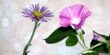 20 Facts About Asters & Morning Glories, September's Birth Flowers ...