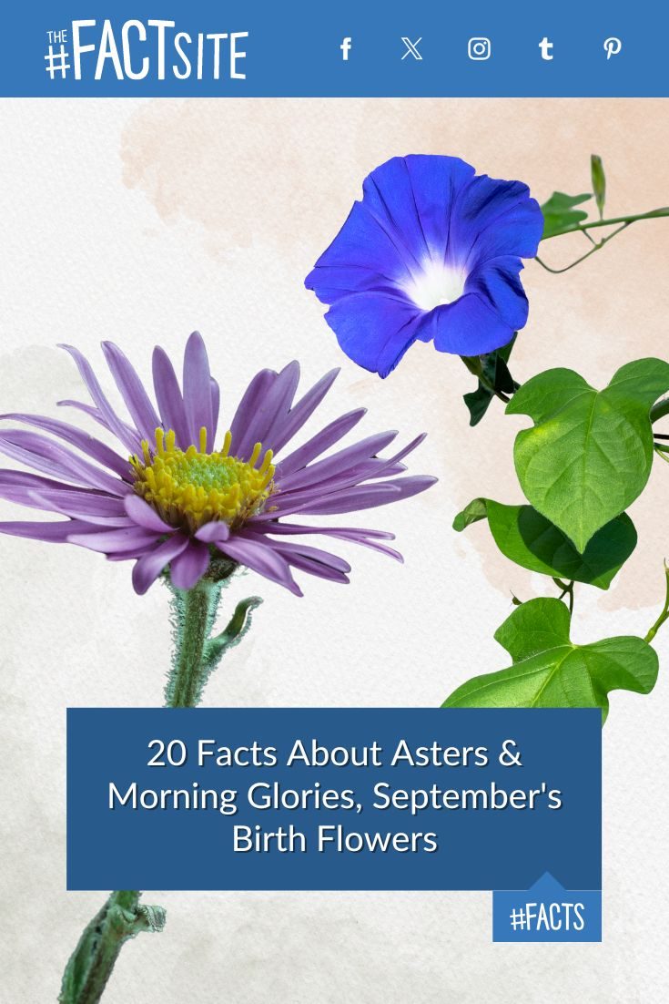 20 Facts About Asters & Morning Glories, September's Birth Flowers ...