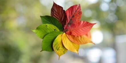 Why Do Leaves Change Color in the Fall? - The Fact Site