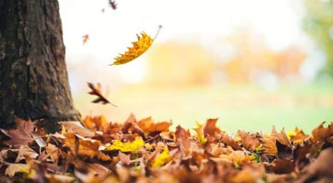 Why Do Leaves Change Color in the Fall? - The Fact Site