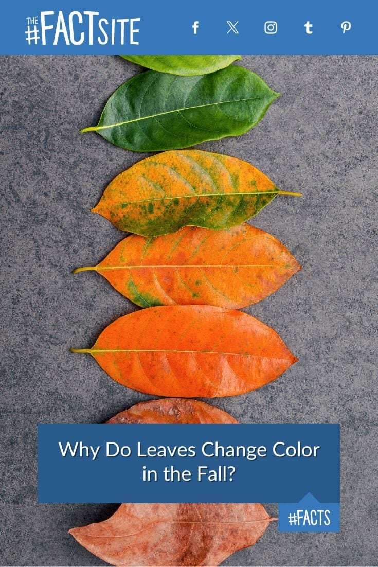 Why Do Leaves Change Color in the Fall? - The Fact Site
