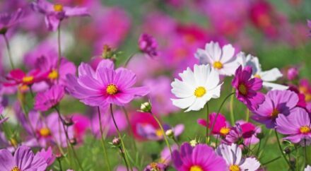 20 Facts About Marigolds & Cosmos, October's Birth Flowers - The Fact Site