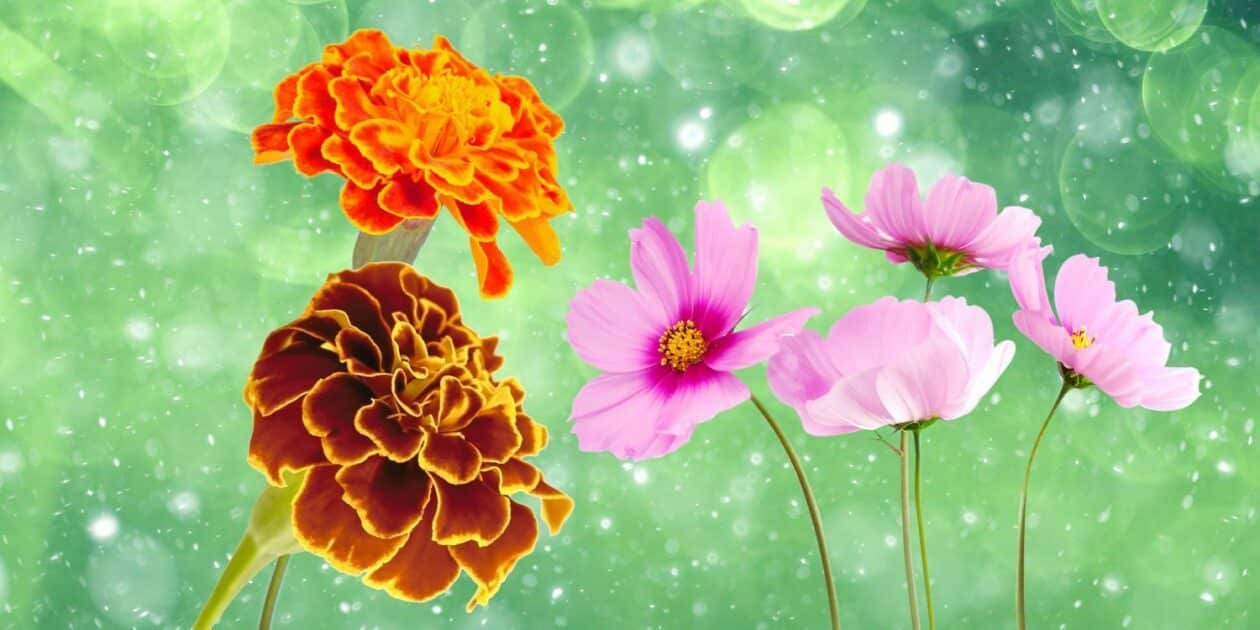 20 Facts About Marigolds & Cosmos, October's Birth Flowers - The Fact Site