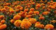 20 Facts About Marigolds & Cosmos, October's Birth Flowers - The Fact Site