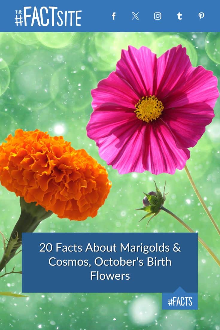 20 Facts About Marigolds & Cosmos, October's Birth Flowers - The Fact Site