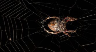 8 Surprising Facts About Spider Webs That You Didn't Know - The Fact Site