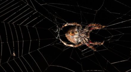 8 Surprising Facts About Spider Webs That You Didn't Know - The Fact Site