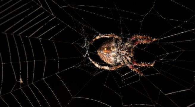 8 Surprising Facts About Spider Webs That You Didn't Know - The Fact Site