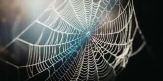 8 Surprising Facts About Spider Webs That You Didn't Know - The Fact Site