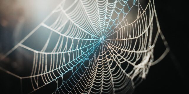 8 Surprising Facts About Spider Webs That You Didn't Know - The Fact Site