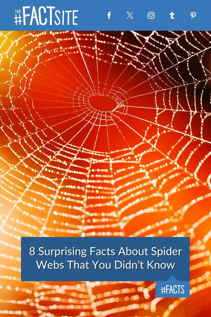 8 Surprising Facts About Spider Webs That You Didn't Know - The Fact Site