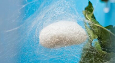 8 Surprising Facts About Spider Webs That You Didn't Know - The Fact Site