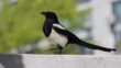 15 Strange Superstitions From Around the World - The Fact Site