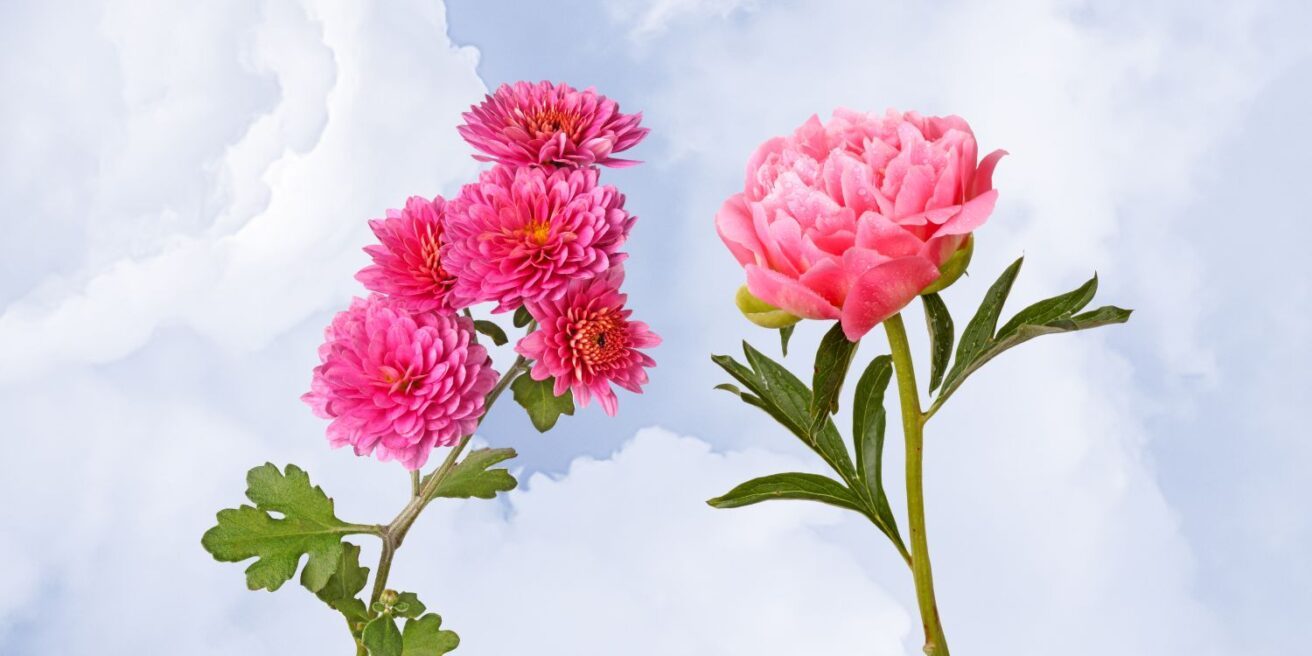 20 Facts About Chrysanthemums & Peonies, November's Birth Flowers - The ...