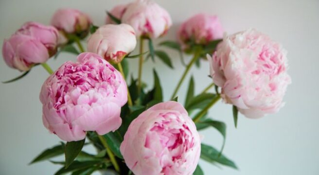 20 Facts About Chrysanthemums & Peonies, November's Birth Flowers - The ...