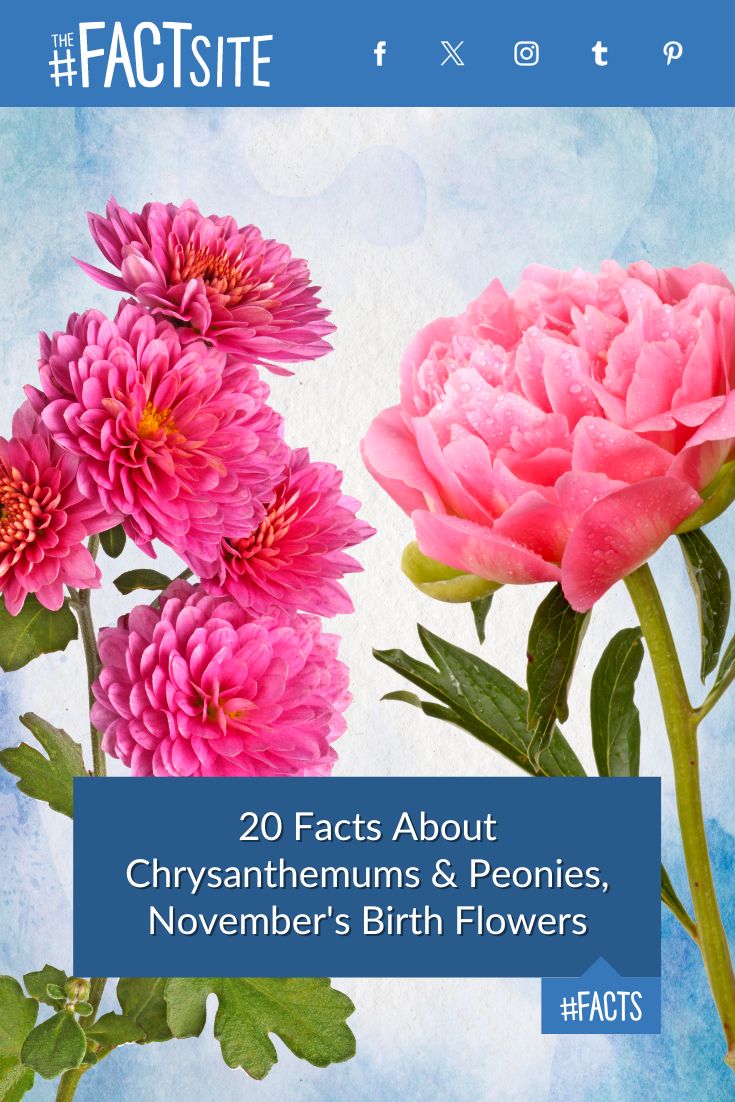 20 Facts About Chrysanthemums & Peonies, November's Birth Flowers - The ...