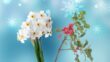 20 Facts About Narcissuses & Hollies, December's Birth Flowers - The ...