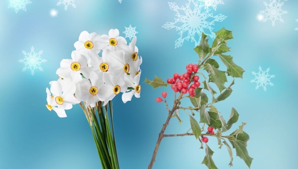 20 Facts About Narcissuses & Hollies, December's Birth Flowers - The ...