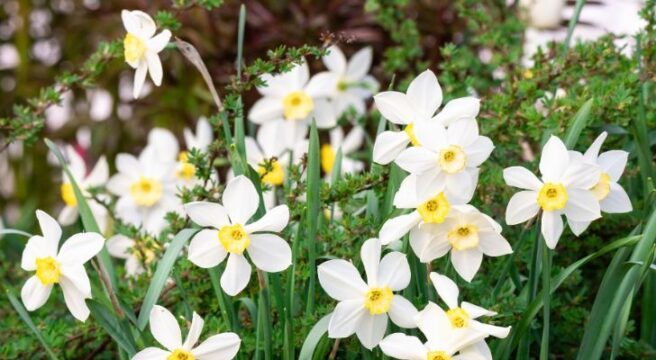 20 Facts About Narcissuses & Hollies, December's Birth Flowers - The ...
