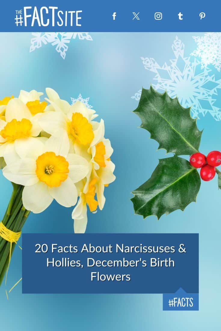 20 Facts About Narcissuses & Hollies, December's Birth Flowers - The ...