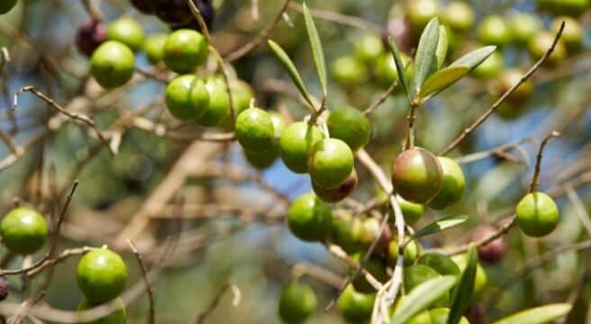 15 Fun Facts About Olive Oil That May Surprise You - The Fact Site