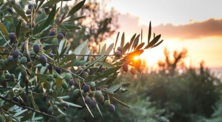 15 Fun Facts About Olive Oil That May Surprise You - The Fact Site