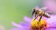 31 Buzzing Facts About Bees You Won’t Beelieve - The Fact Site