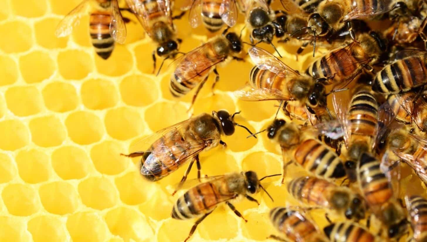 31 Buzzing Facts About Bees You Won’t Beelieve - The Fact Site
