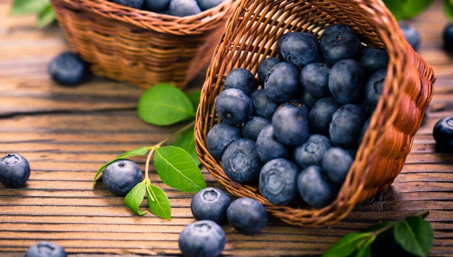 10 Brilliant Facts About Blueberries You Should Know - The Fact Site