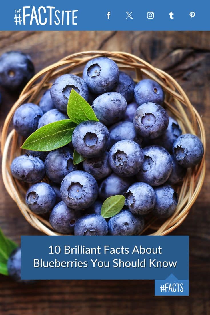 10 Brilliant Facts About Blueberries You Should Know - The Fact Site