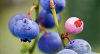 10 Brilliant Facts About Blueberries You Should Know - The Fact Site