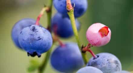 10 Brilliant Facts About Blueberries You Should Know - The Fact Site