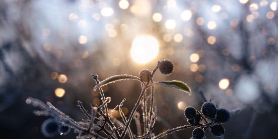 20 Blooming Facts About the Spring Equinox - The Fact Site