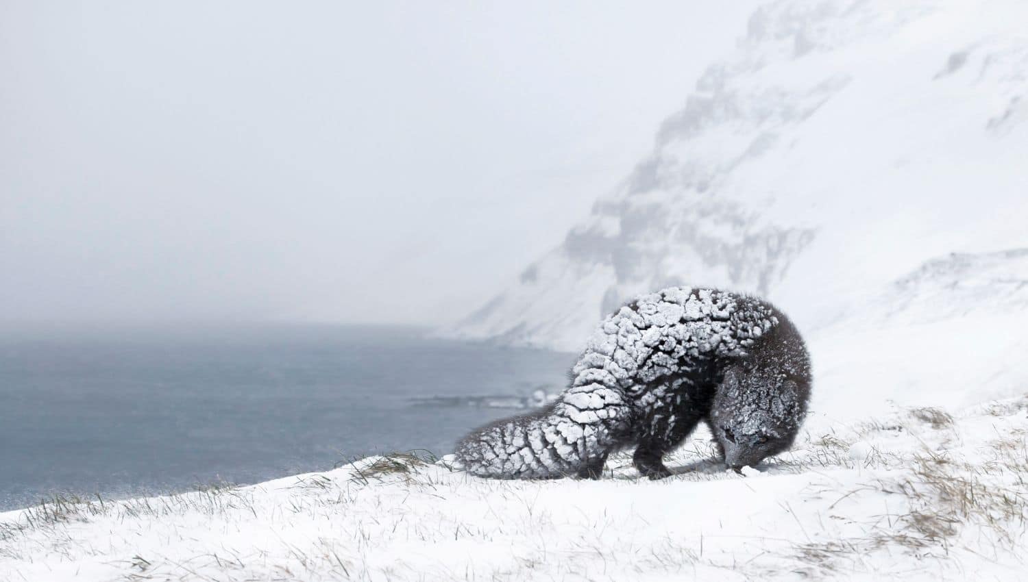 15 Facts About Arctic Foxes That’ll Amaze You - The Fact Site