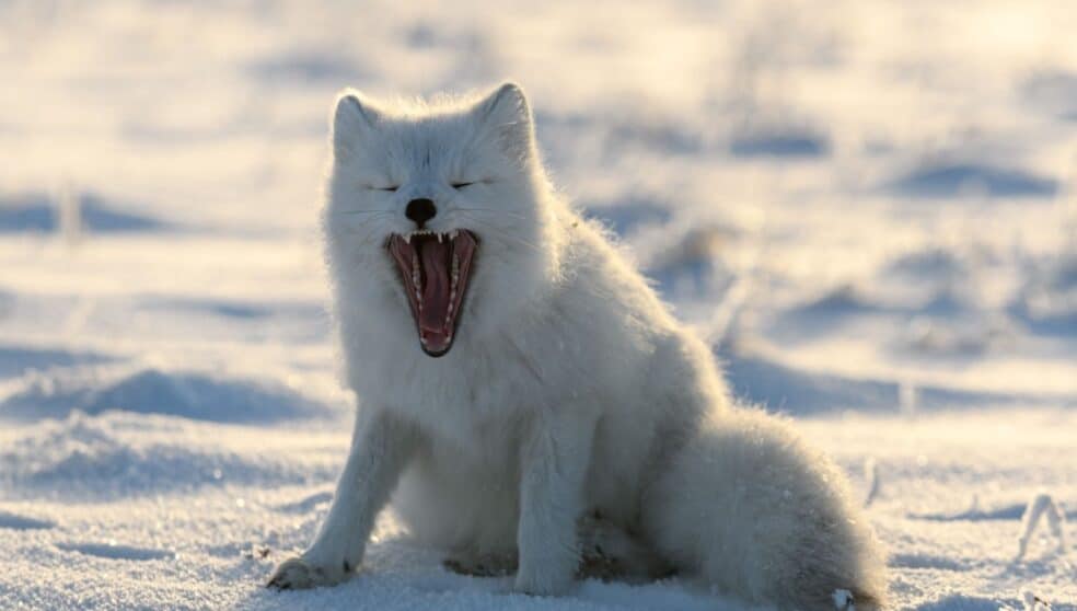 15 Facts About Arctic Foxes That’ll Amaze You - The Fact Site