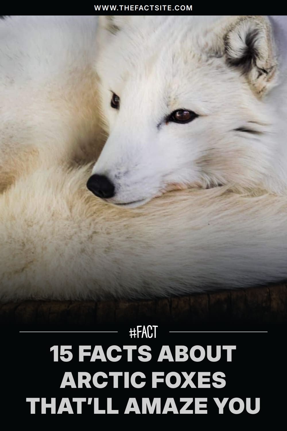 15 Facts About Arctic Foxes That’ll Amaze You - The Fact Site