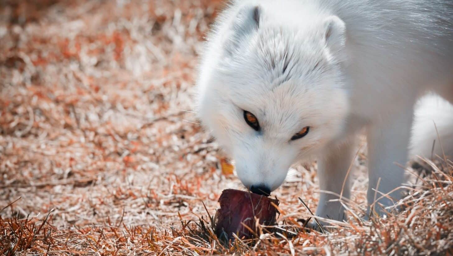 15 Facts About Arctic Foxes That’ll Amaze You - The Fact Site