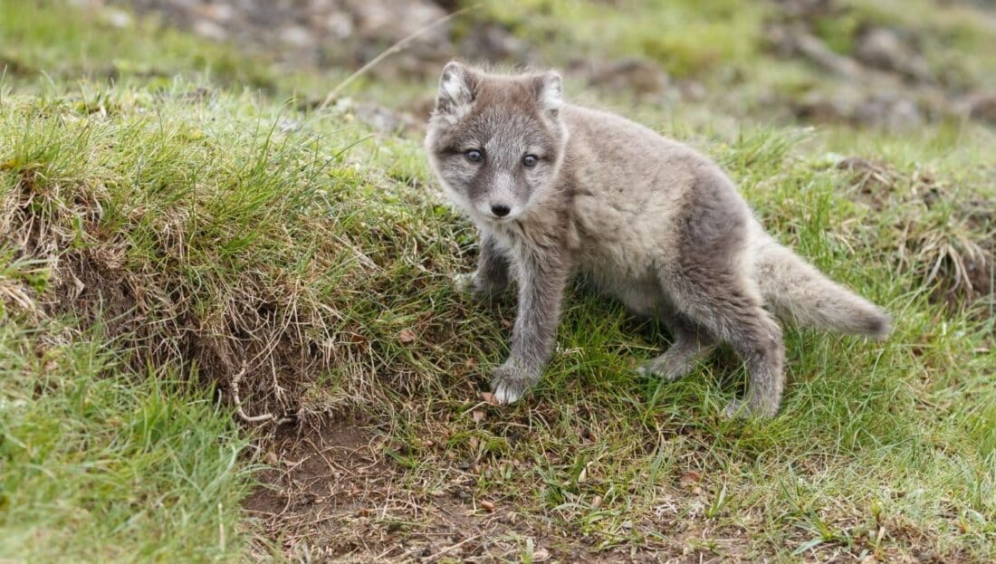 15 Facts About Arctic Foxes That’ll Amaze You - The Fact Site